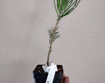 Japanese Black Pine Tree - Etsy