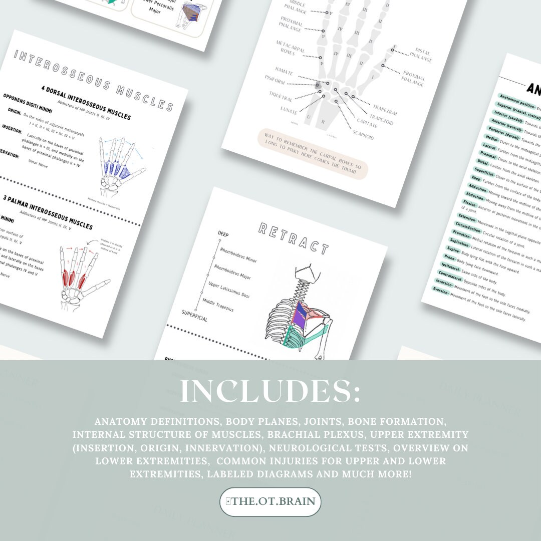 Occupational Therapy Anatomy Bundle by OT Brain, Digital Download - Etsy