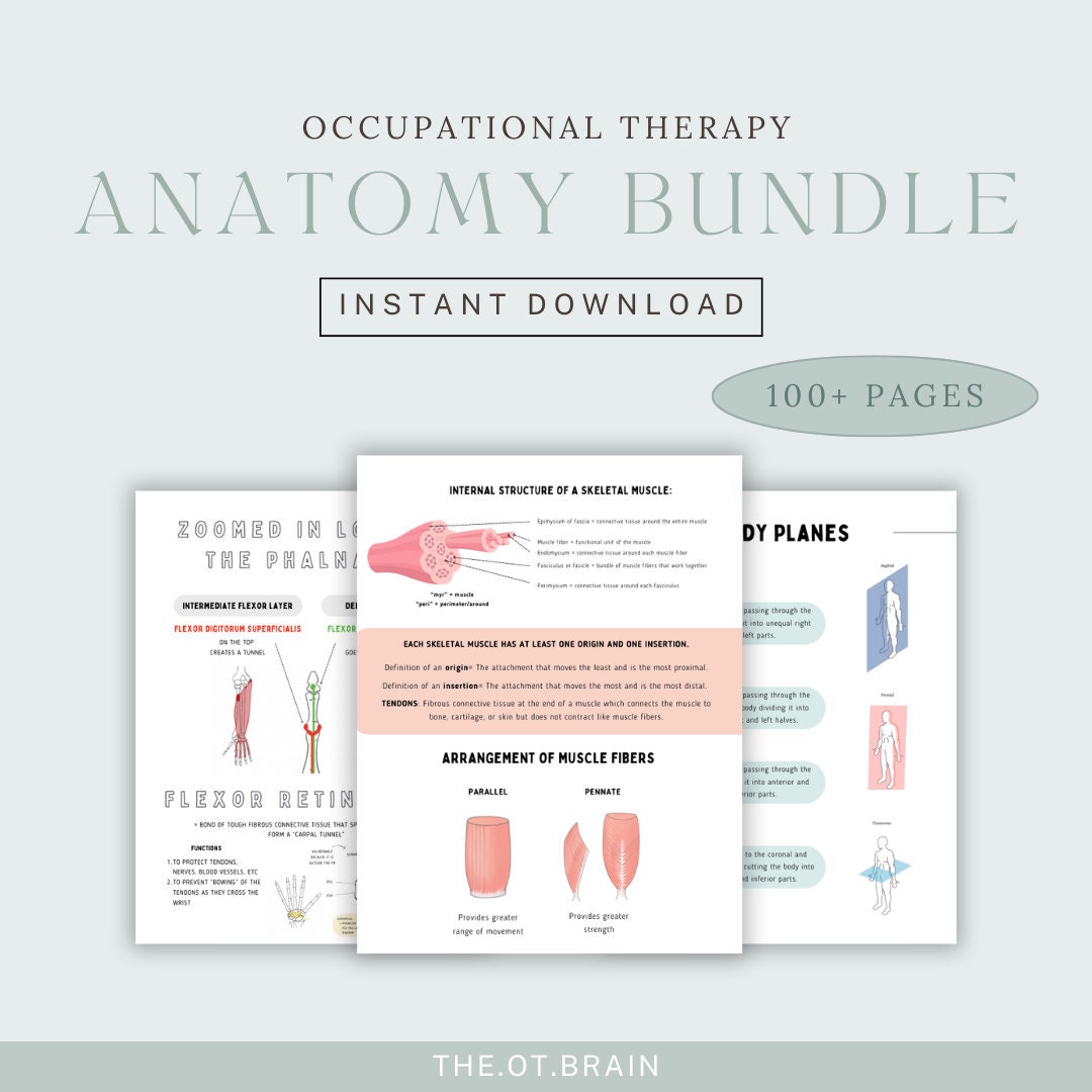 Occupational Therapy Anatomy Bundle by OT Brain, Digital Download - Etsy