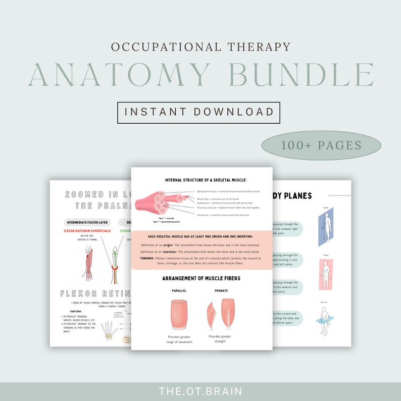 Occupational Therapy Anatomy Bundle by OT Brain, Digital Download - Etsy