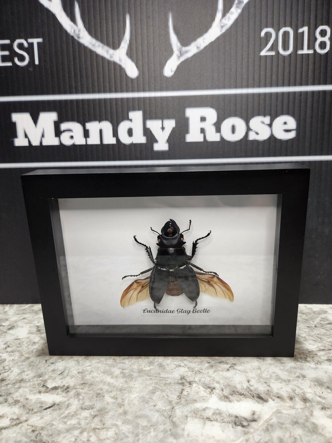 Real Stag Beetle Bug Frame Insect Art Taxidermy - Etsy