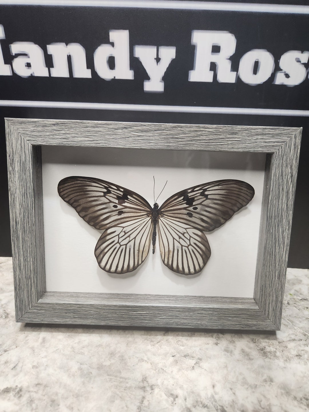 Real Butterfly Shadow Box - Etsy
