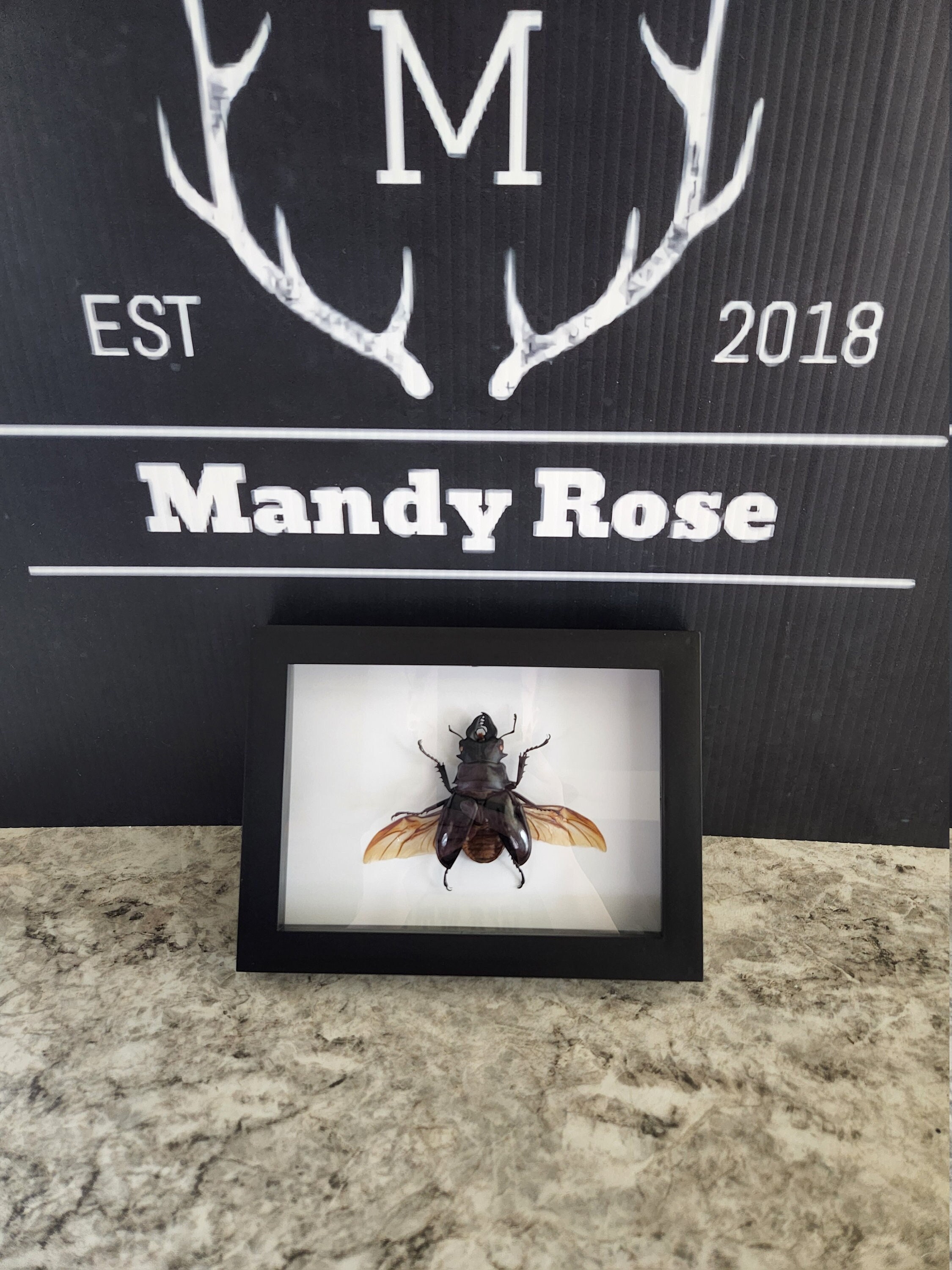 Real Stag Beetle Bug Frame Insect Art Taxidermy | Etsy