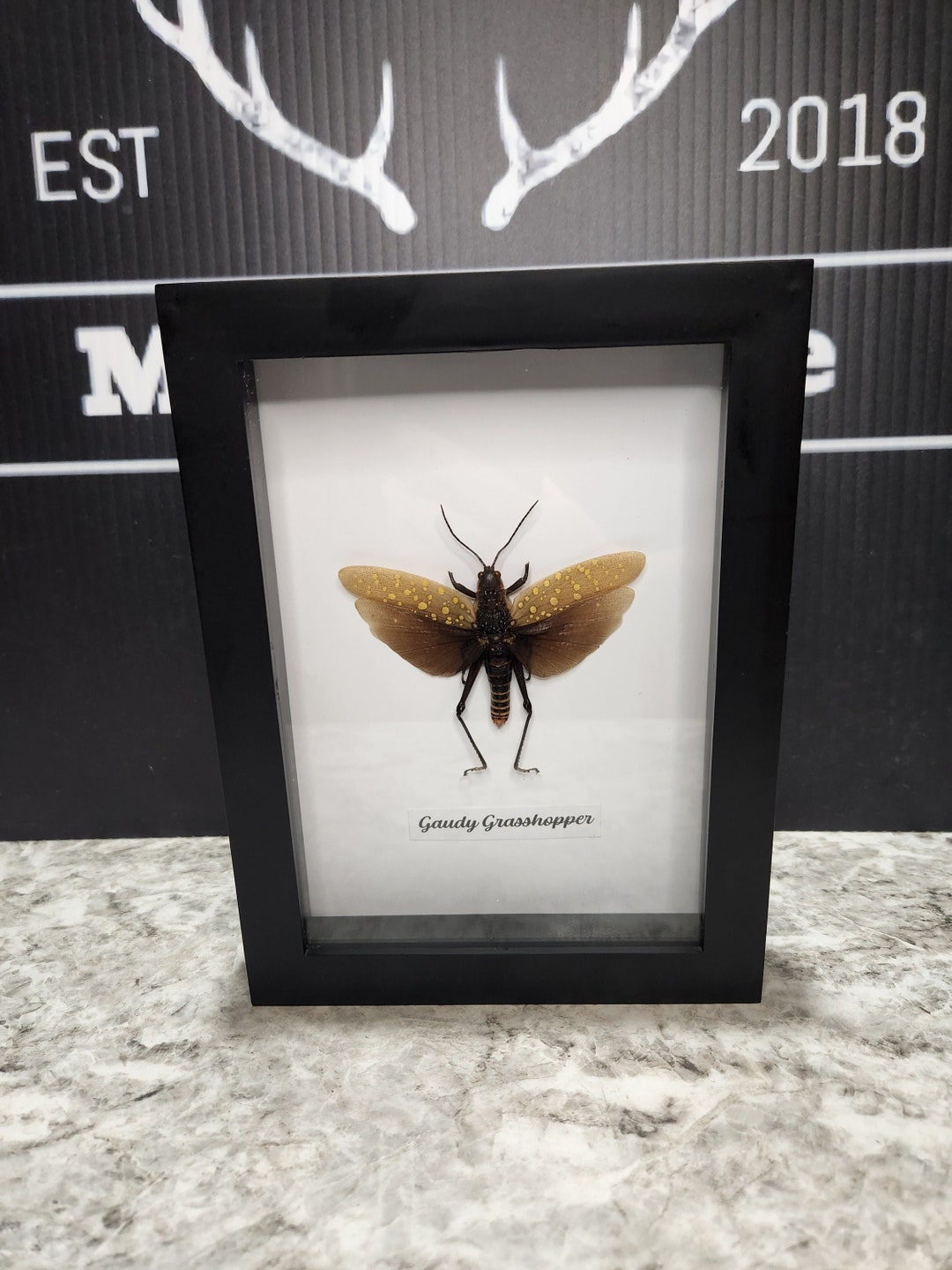 Real Gaudy Grasshopper Taxidermy Insect Frame - Etsy