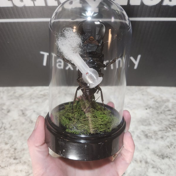 Funny Taxidermy Insect - Etsy