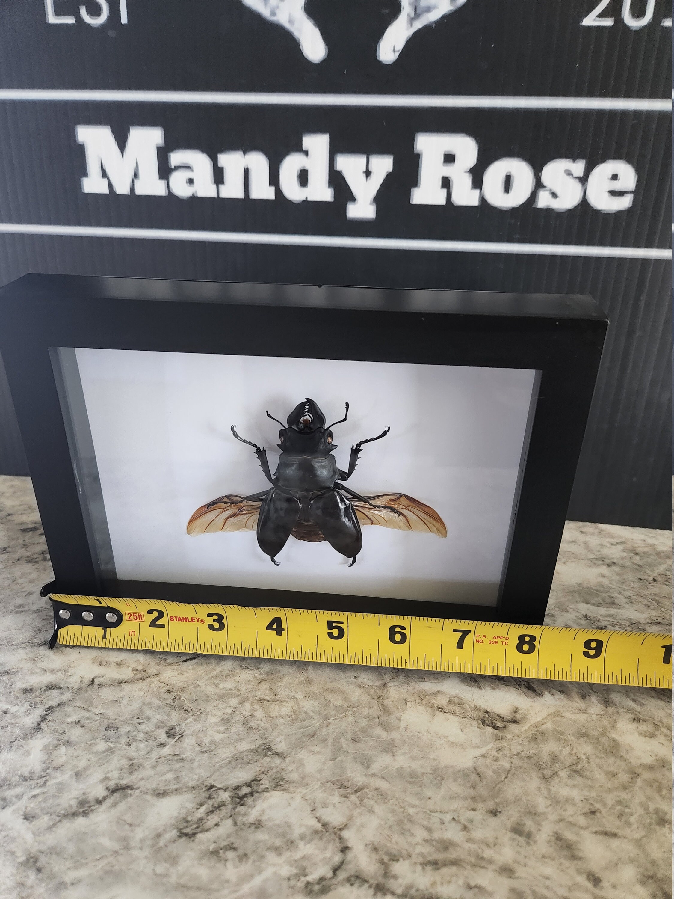 Real Stag Beetle Bug Frame Insect Art Taxidermy | Etsy