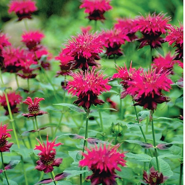 Monarda - Etsy