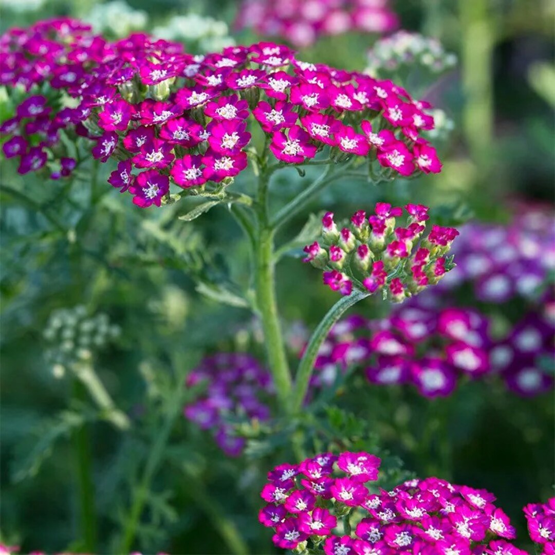 New Vintage Violet Yarrow Achillea ROOTS - Etsy