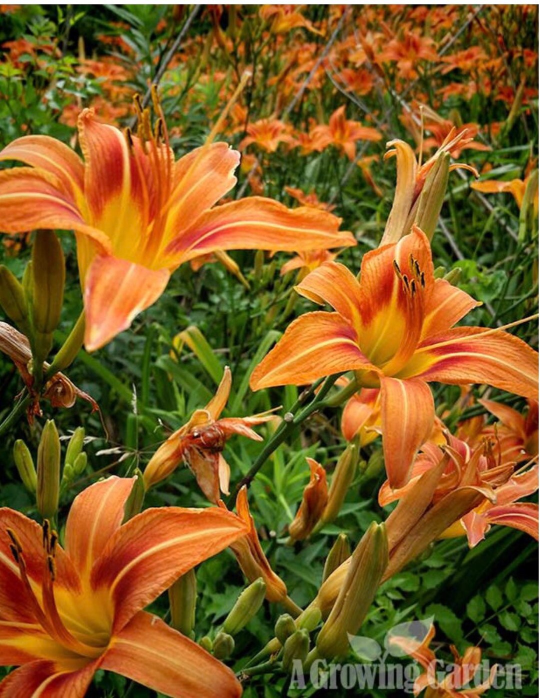 Native Daylillies Orange Ditch Lily ROOTS - Etsy