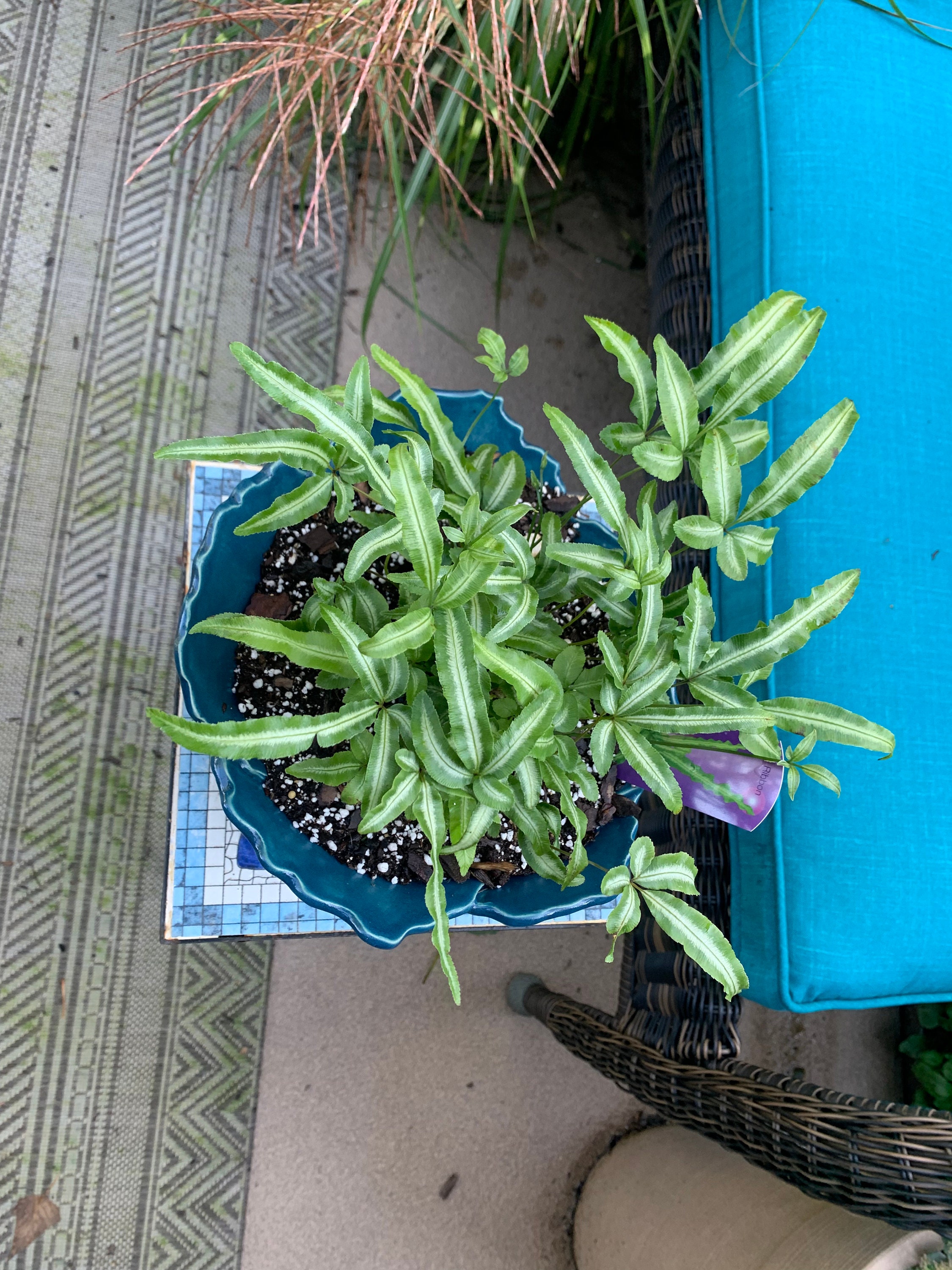SILVER RIBBON FERN or Pteris Cretica 'albo Fern ceramic - Etsy