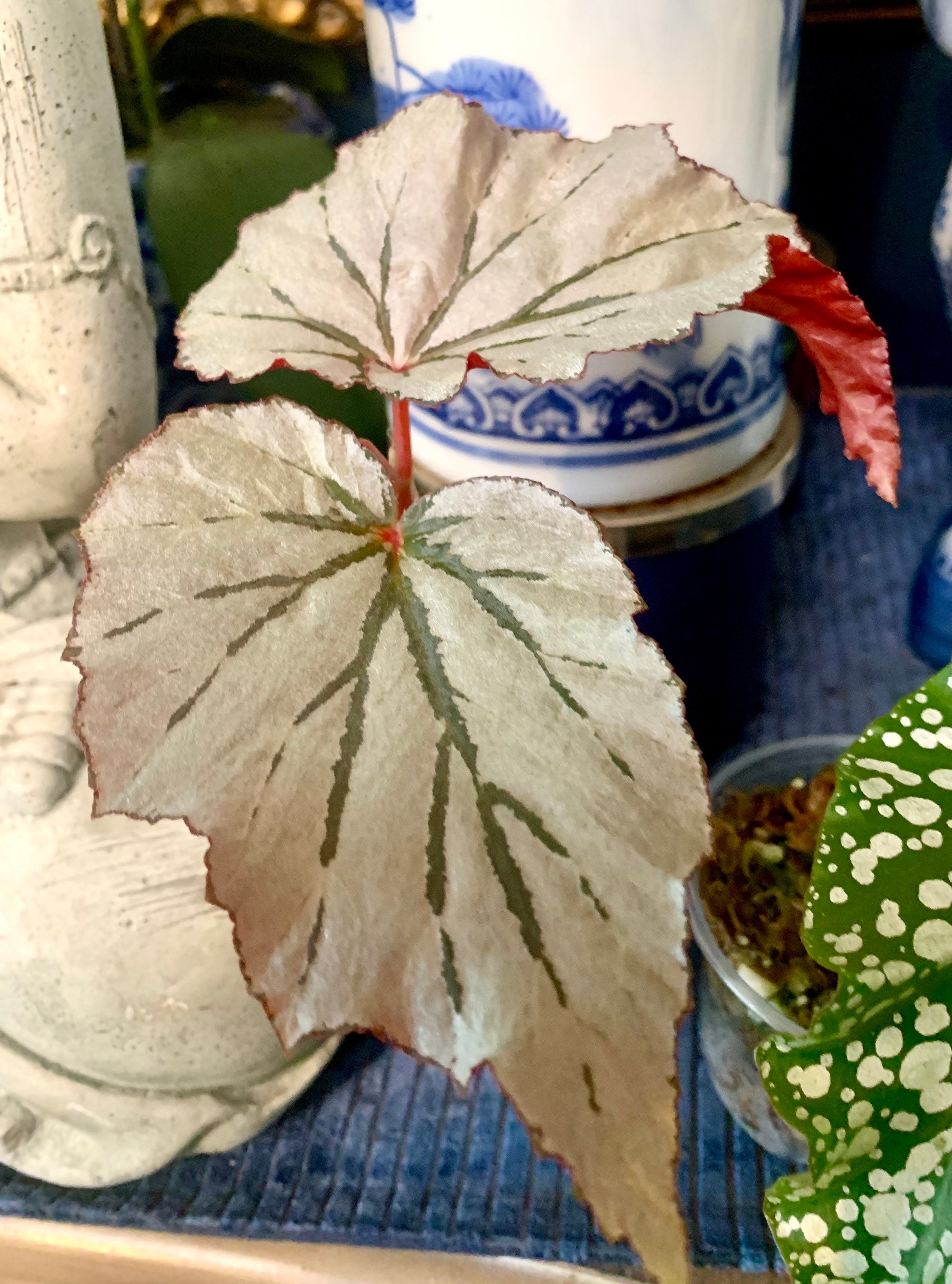 Angel Wing Begonia Starter Bundle 3x 1 Frosty 1 Maculata - Etsy