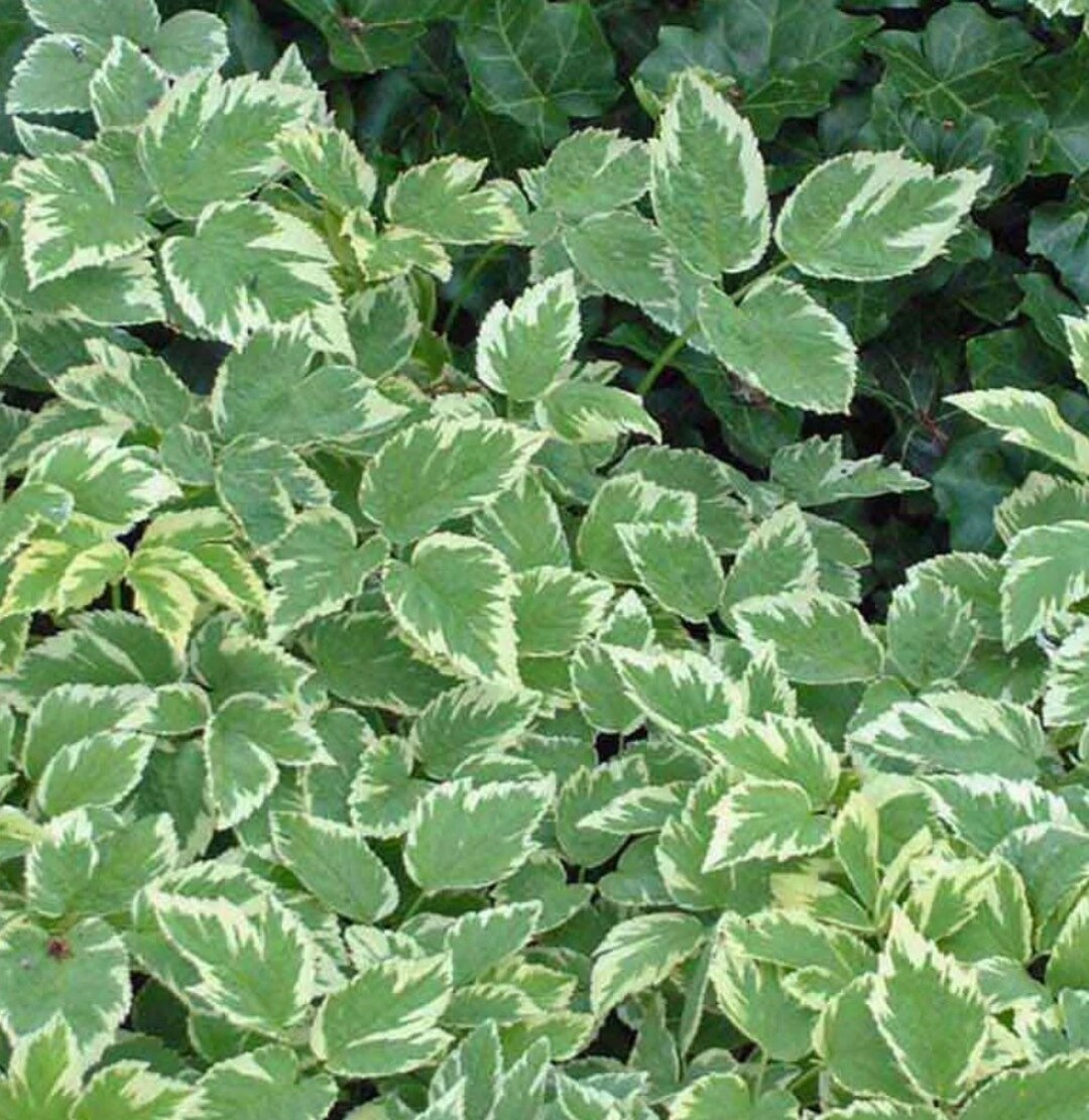 Variegated Bishops Weed Gout Weed Snow on the Mountain Plants a FLAT of ...