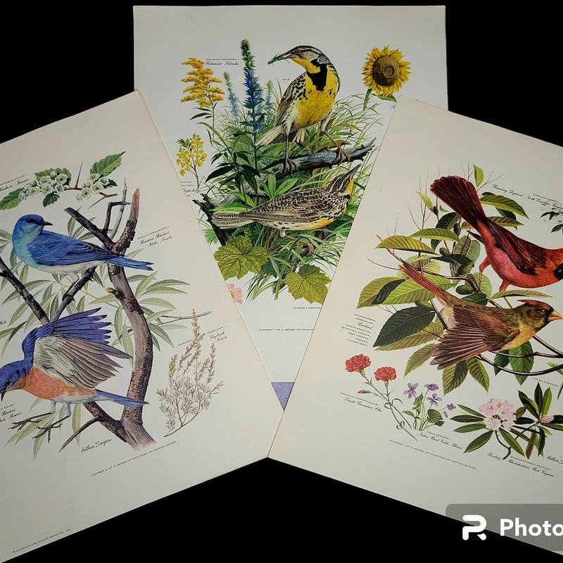 Bird Print - Etsy