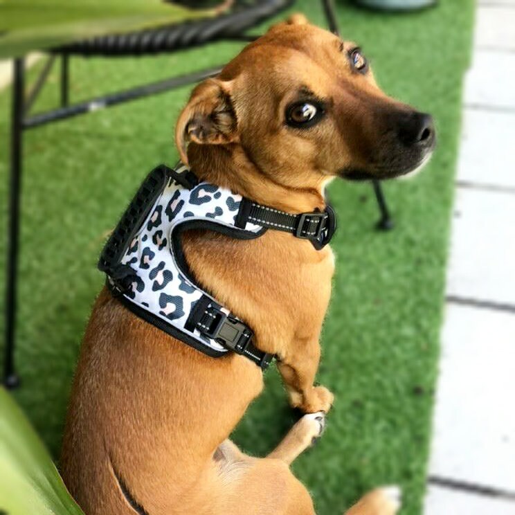 Go Confident Sassy Leopard Harness, Designed for All Dogs, Small to Big ...