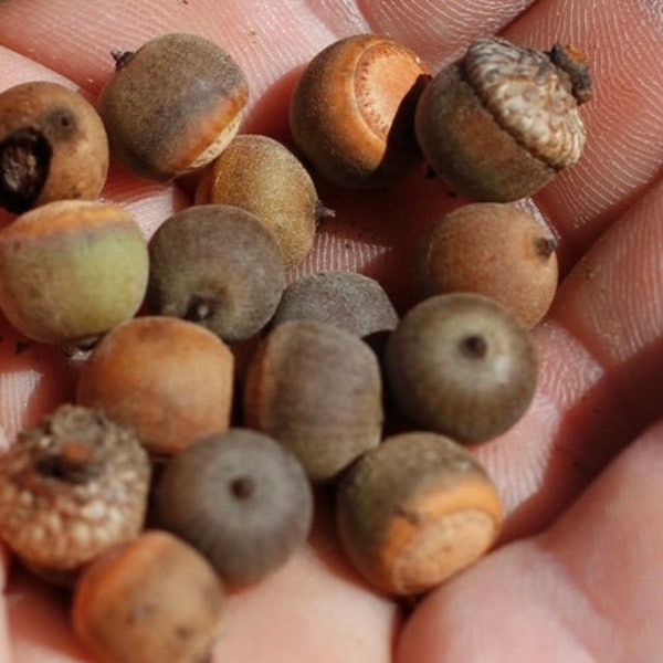 Miniature Acorns - Etsy