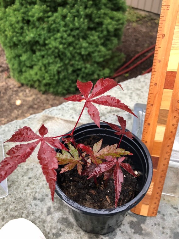 Maple Tree Seedling