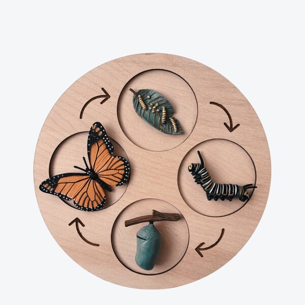 Butterfly Life Cycle - Etsy