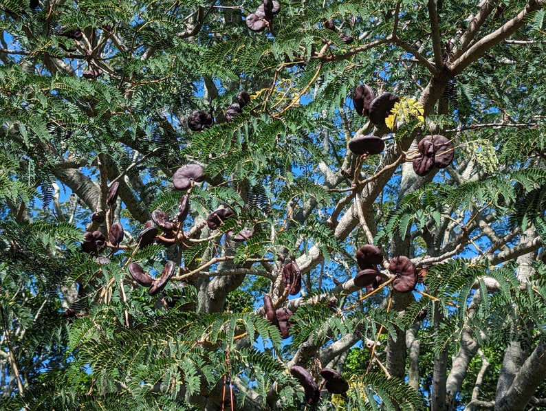 Monkey Earpod Tree Seed - Etsy