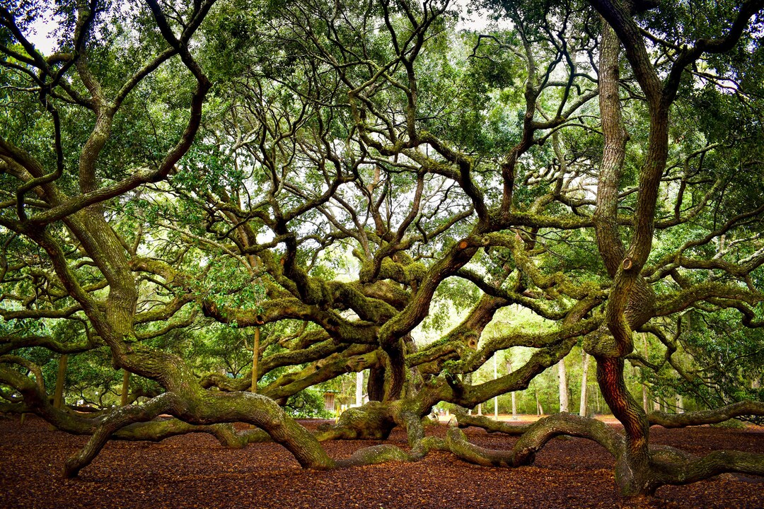 Angel Oak, Live Oak, Southern Trees, South Carolina, Oak Alley - Etsy
