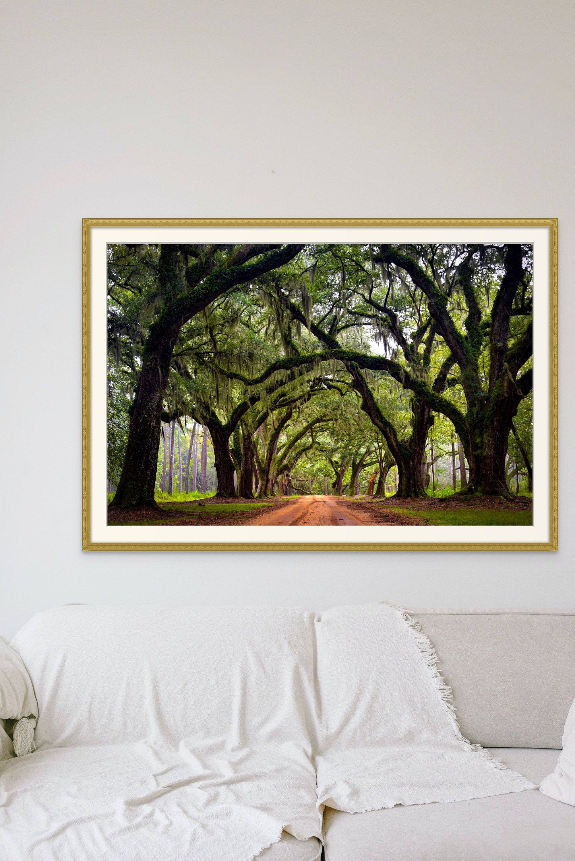 Live Oak Alley, South Carolina Live Oak, Old South Alley, Plantation ...