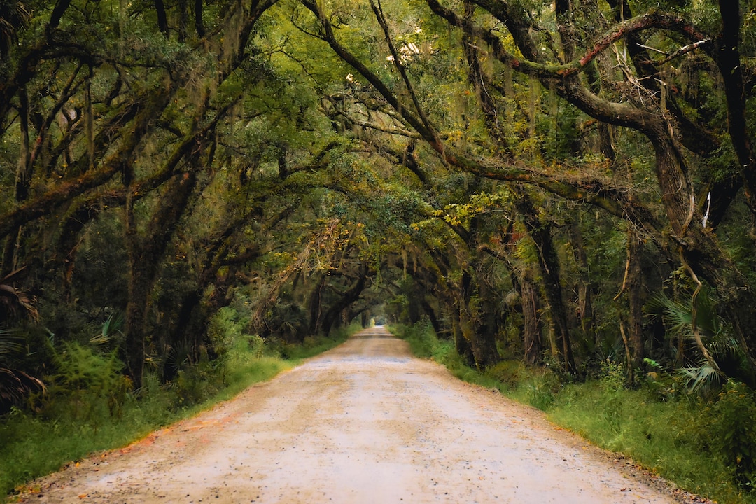 Edisto Island Live Oak Alley Botany Bay Photography Print (digital ...