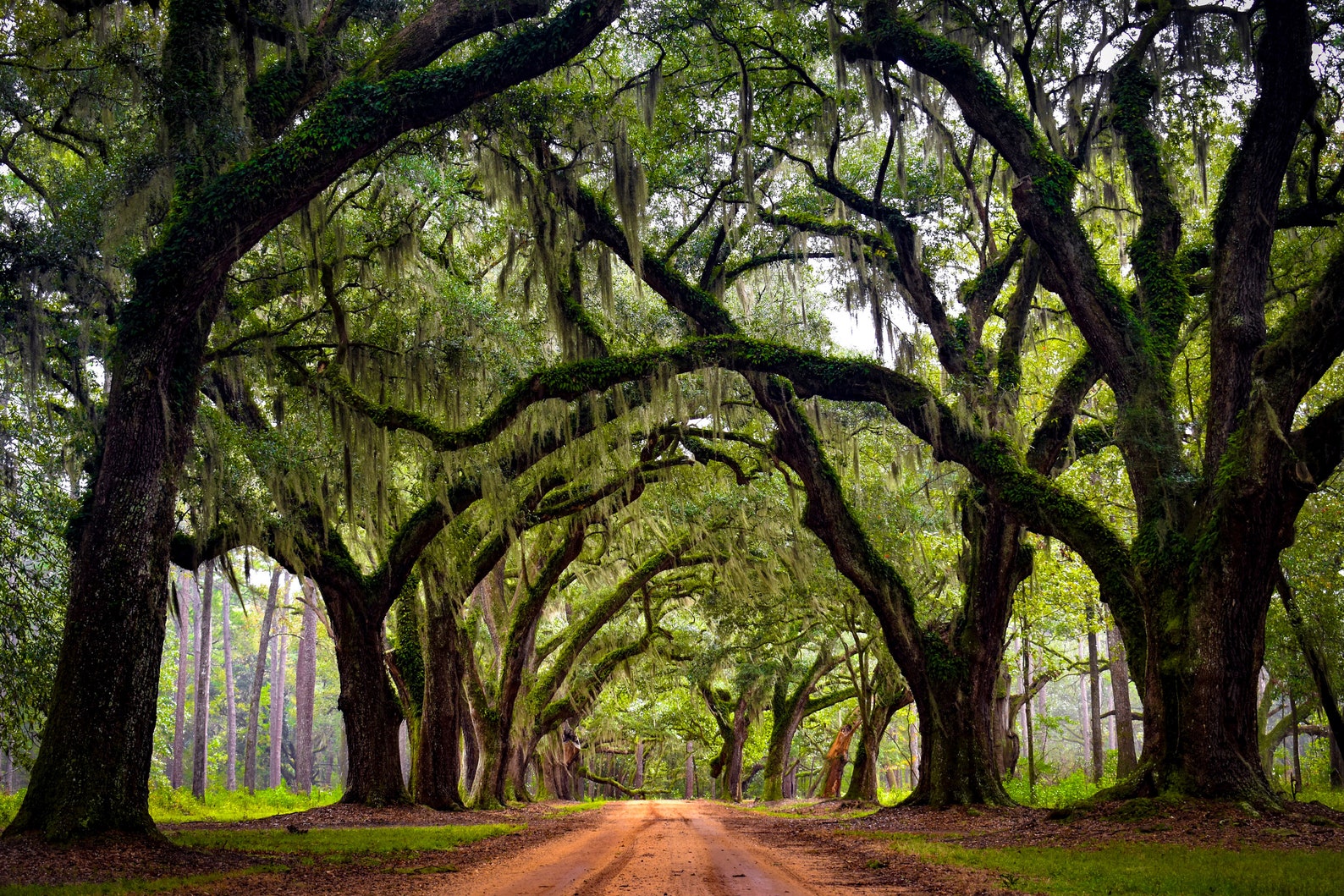Live Oak Alley, South Carolina Live Oak, Old South Alley, Plantation ...