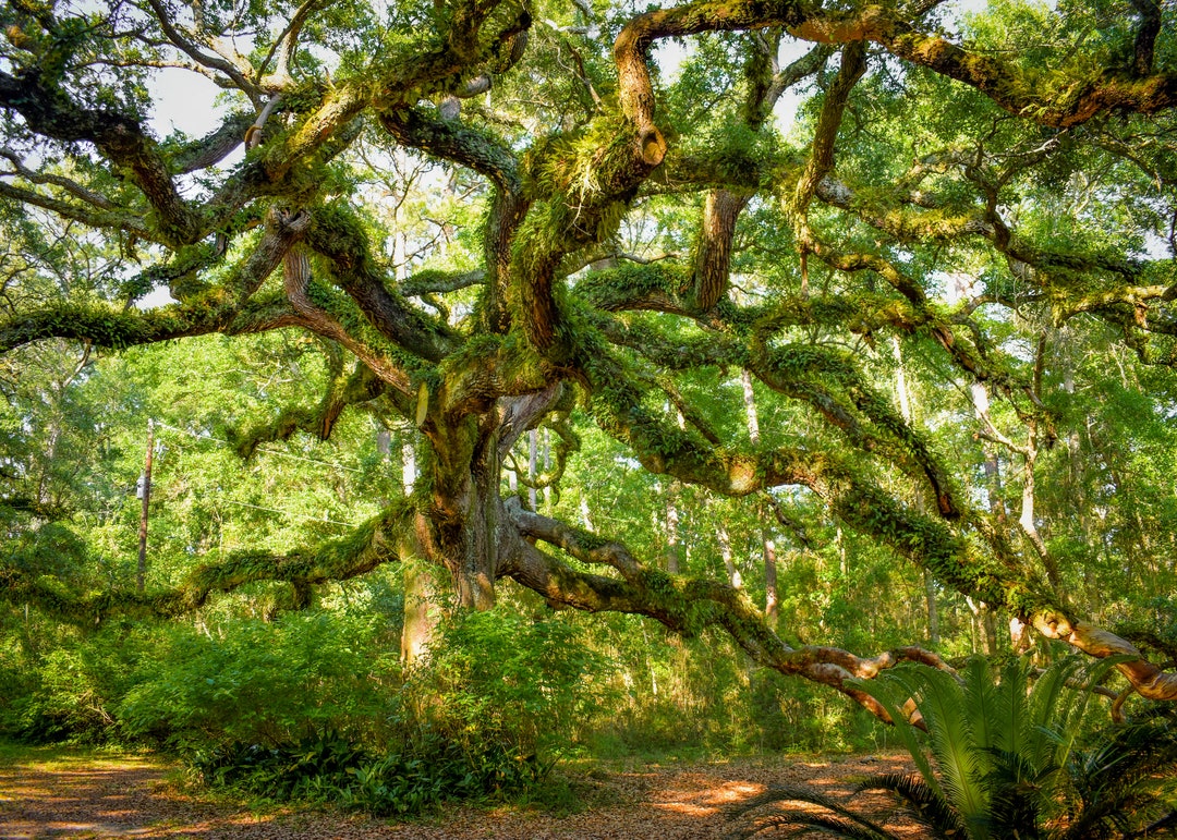 Old Oak Tree, Live Oak, Southern Trees, Mississippi, 12 Oaks Nature ...
