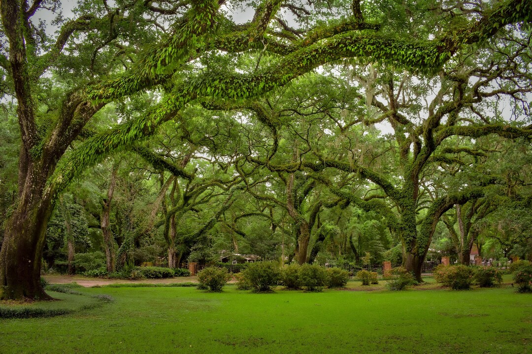 Live Oak Garden, Southern Live Oaks, Canopy of Live Oak Trees, Eden ...