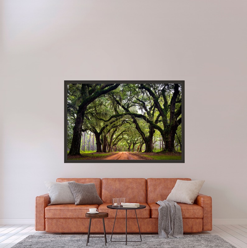 Live Oak Alley, South Carolina Live Oak, Old South Alley, Plantation ...