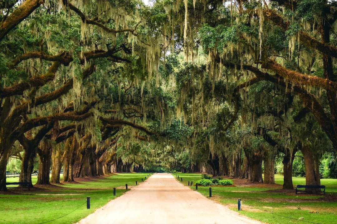 Avenue of Oaks, Live Oak Alley, Southern Trees, South Carolina, Boone ...