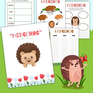Hedgehog Life Cycle - Etsy