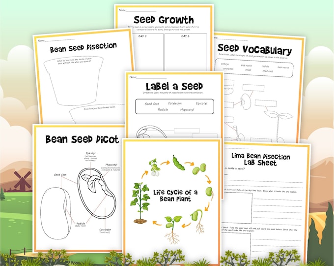 Life Cycle of A Bean, Bean Life Cycle, Instant Download, STEM Workbook ...