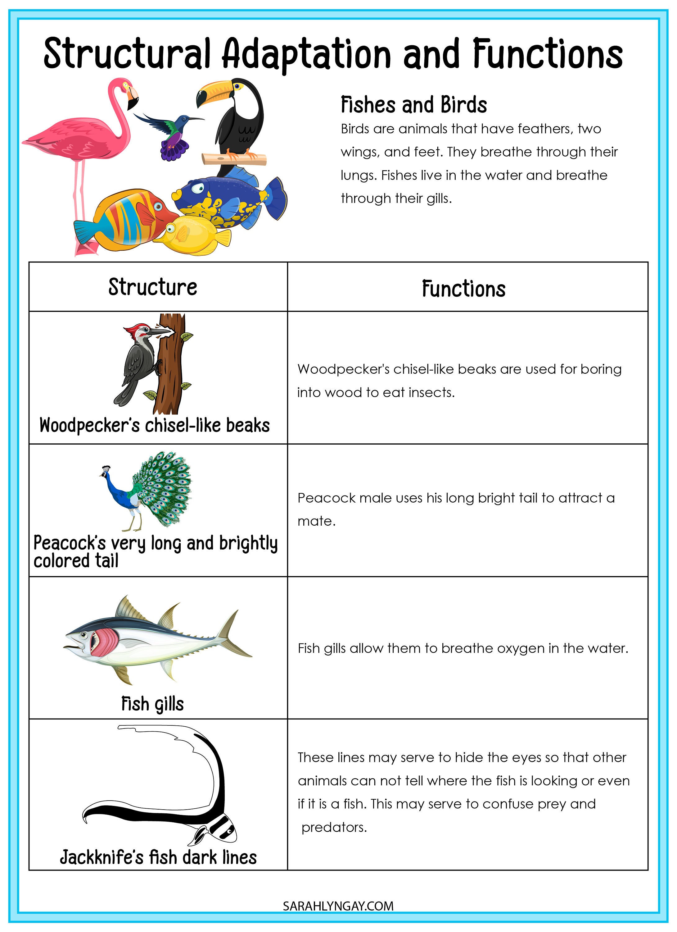 Animal Adaptions Printable Worksheets, STEM Workbook, Instant Download ...