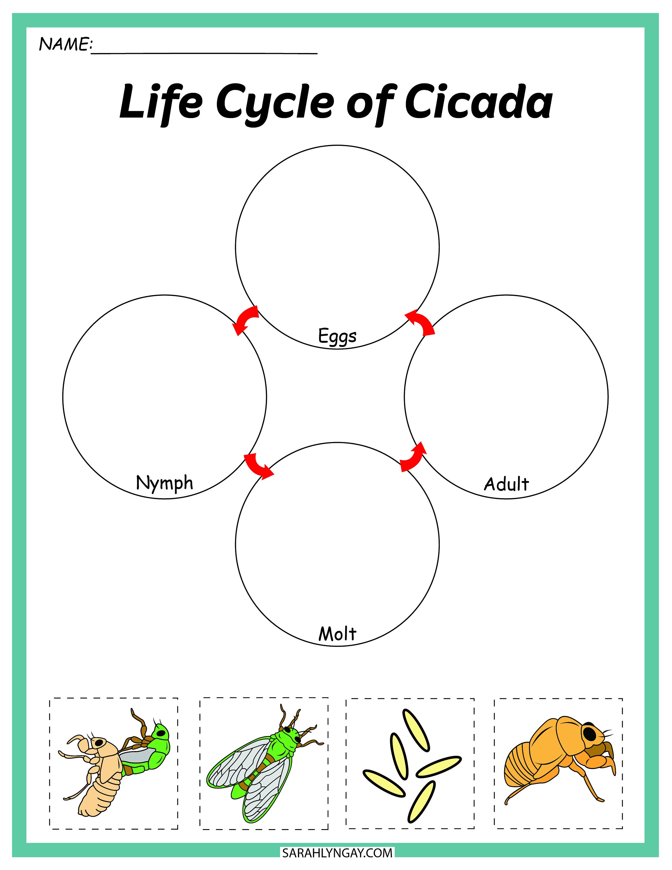 Cicada Unit Study, Cicada Workbook, Digital Download, Instant Download ...