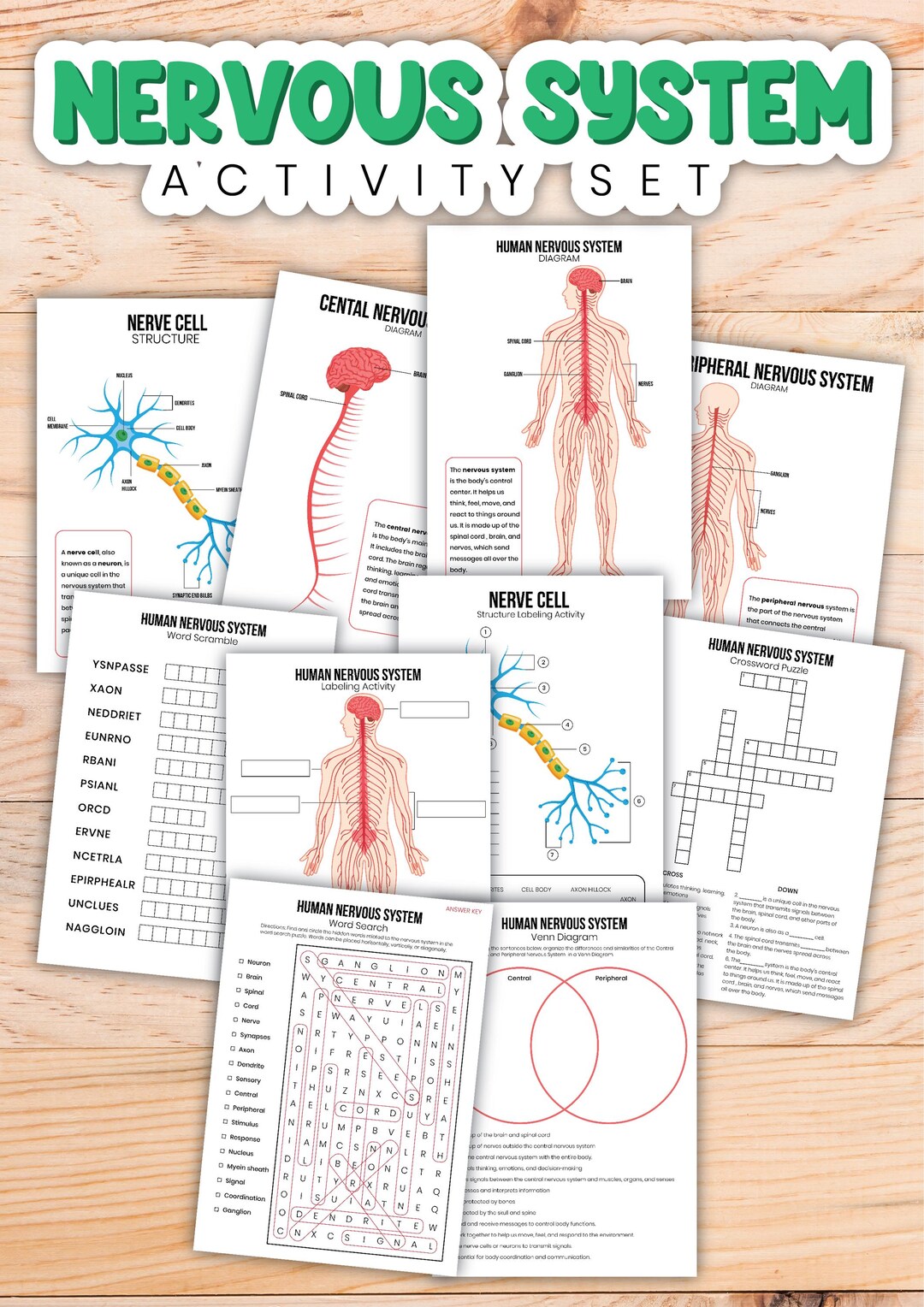 Nervous System Activity Set, Nervous System, Digital Download, Instant ...