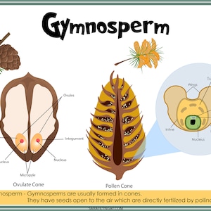 Gymnosperm Activity Set for Kids, Instant Download, STEM Workbook ...