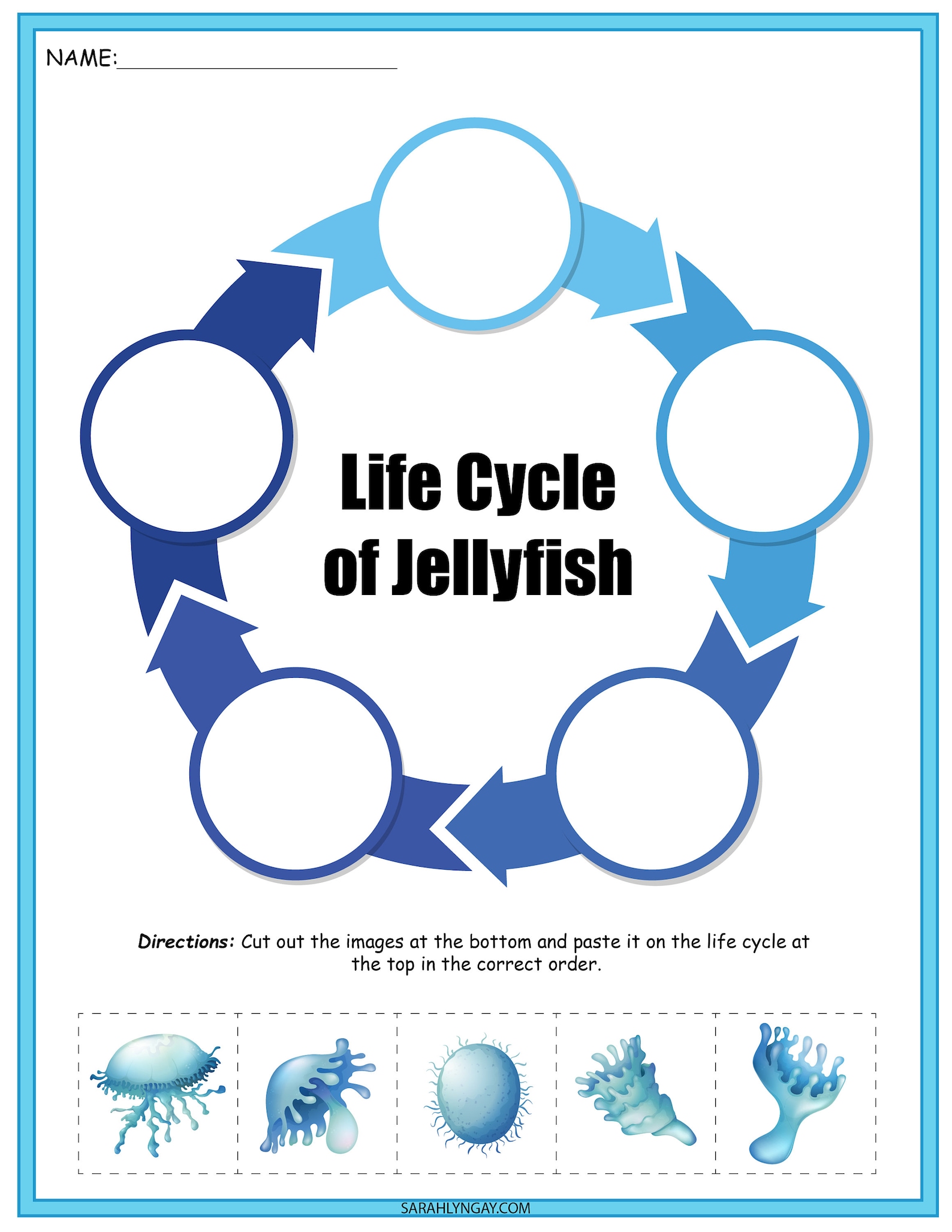 Jellyfish Life Cycle, Instant Download STEM Workbook, Digital Download ...