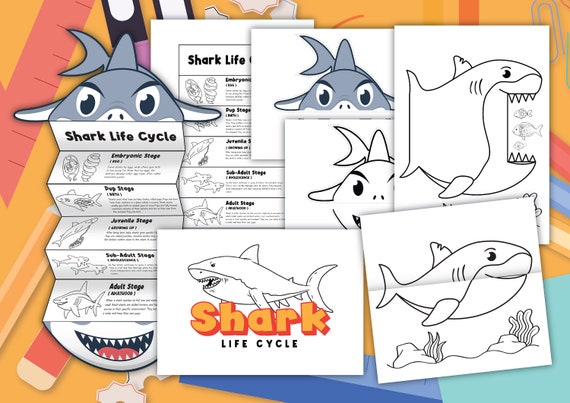 Life Cycle Of A Shark For Kids Worksheet