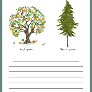 Gymnosperm Activity Set for Kids Instant Download STEM | Etsy