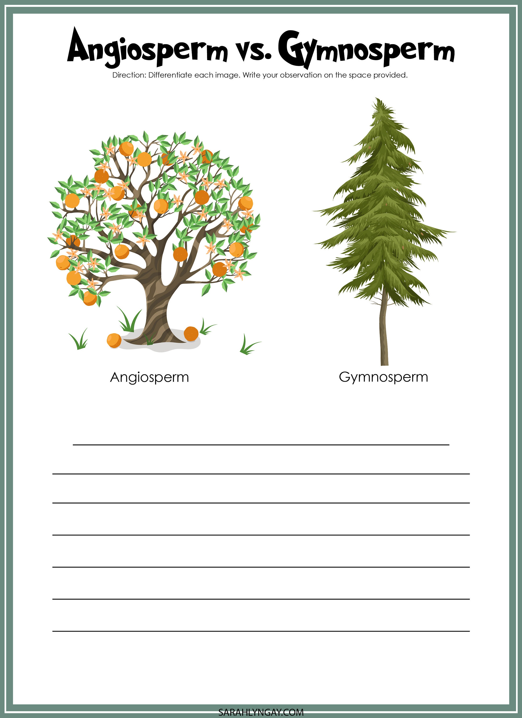 Gymnosperm Activity Set for Kids Instant Download STEM | Etsy