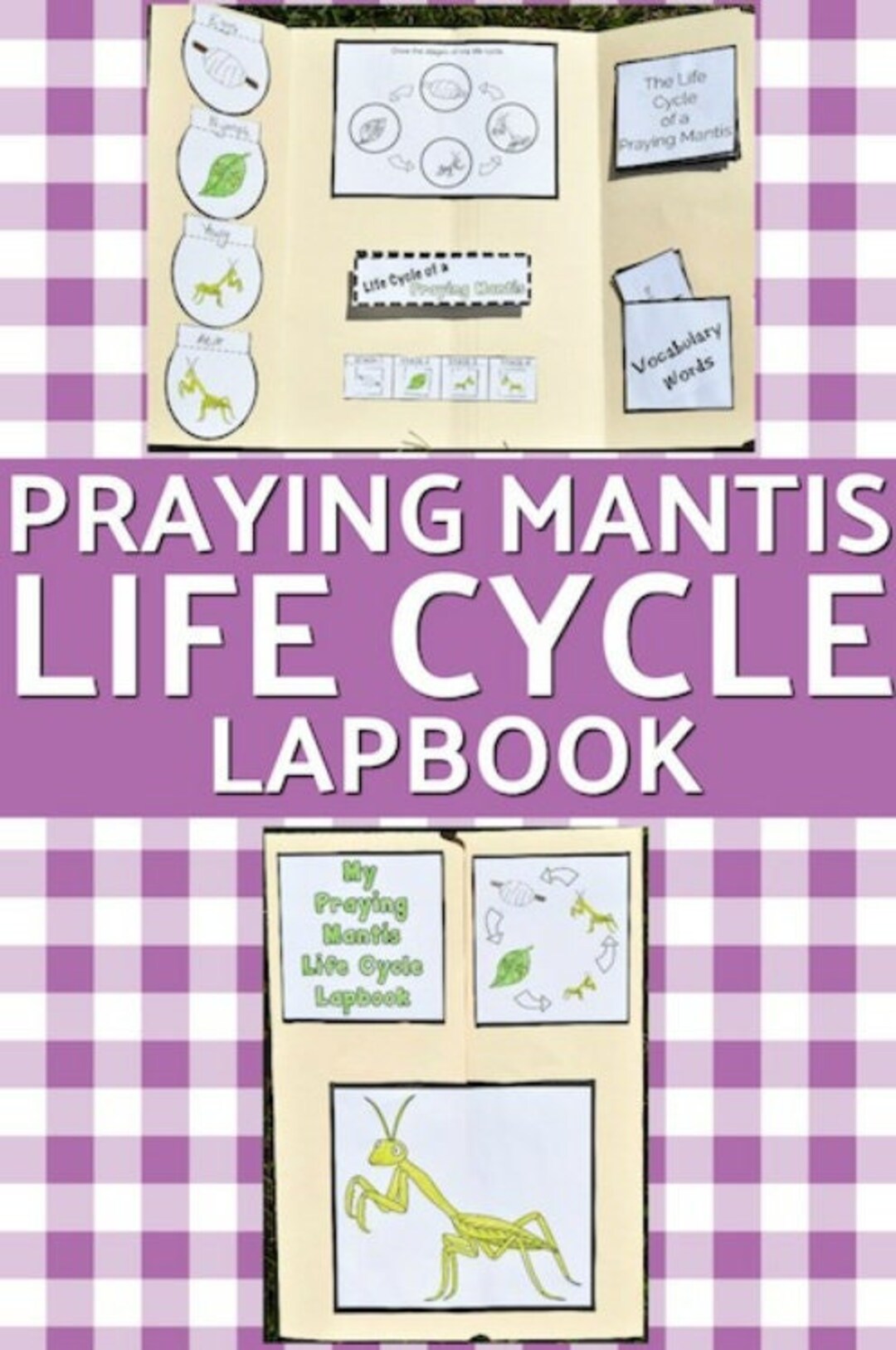 Praying Mantis Lifecycle Lapbook, Lifecycle Lapbook, Praying Mantis ...