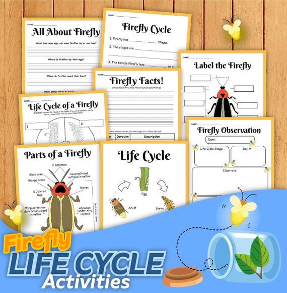 Firefly Life Cycle