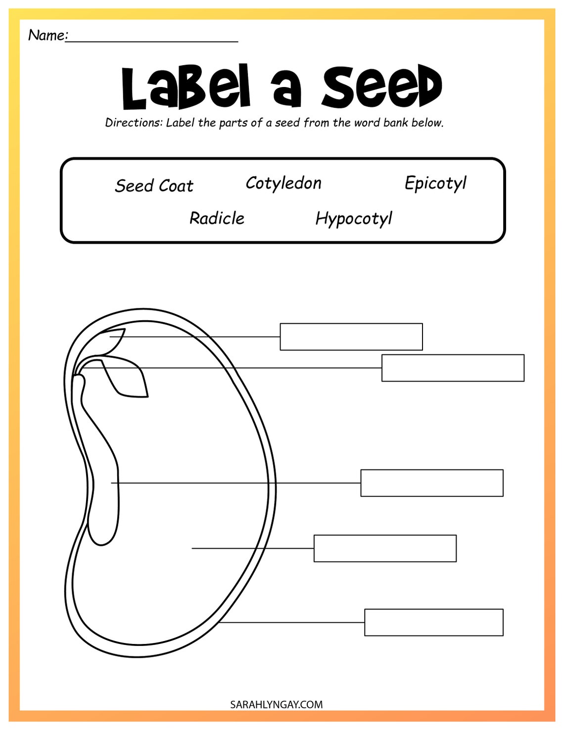 Life Cycle of A Bean, Bean Life Cycle, Instant Download, STEM Workbook ...