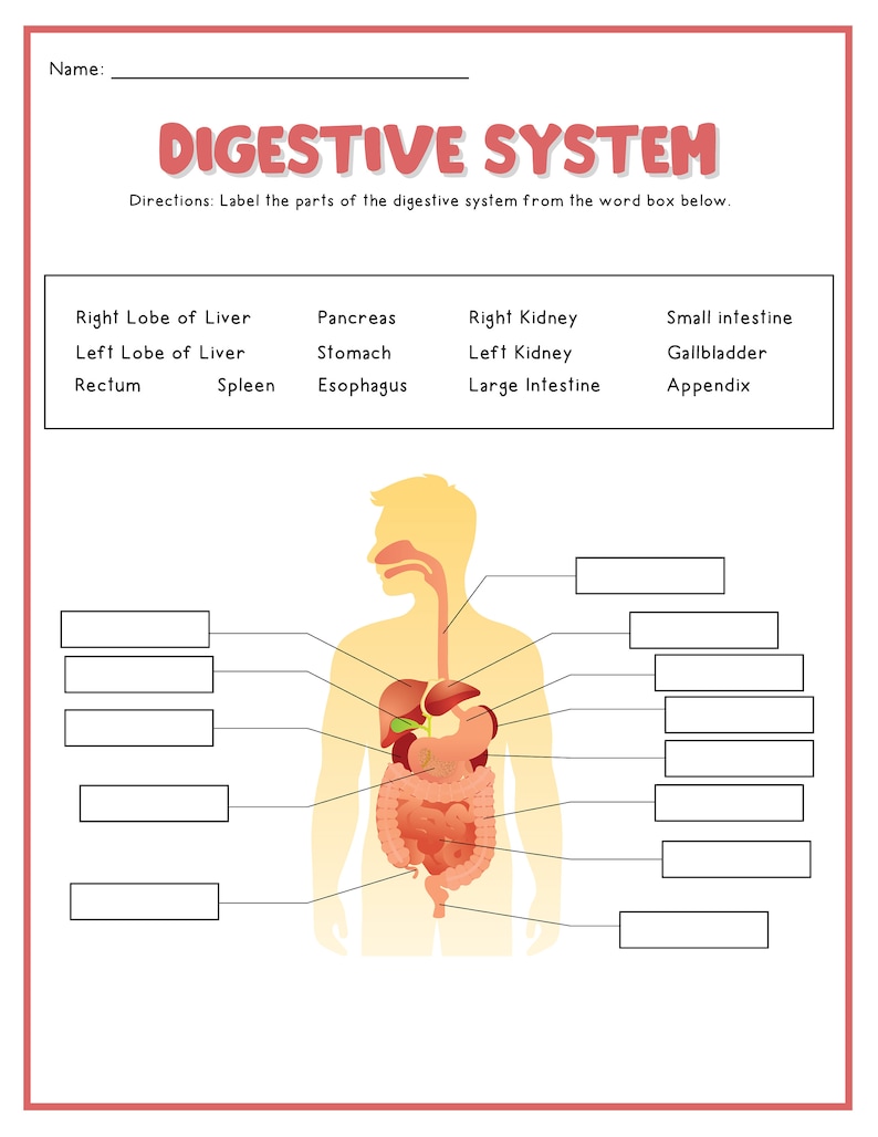 The Digestive System, Digestive System, Digital Download, Instant ...