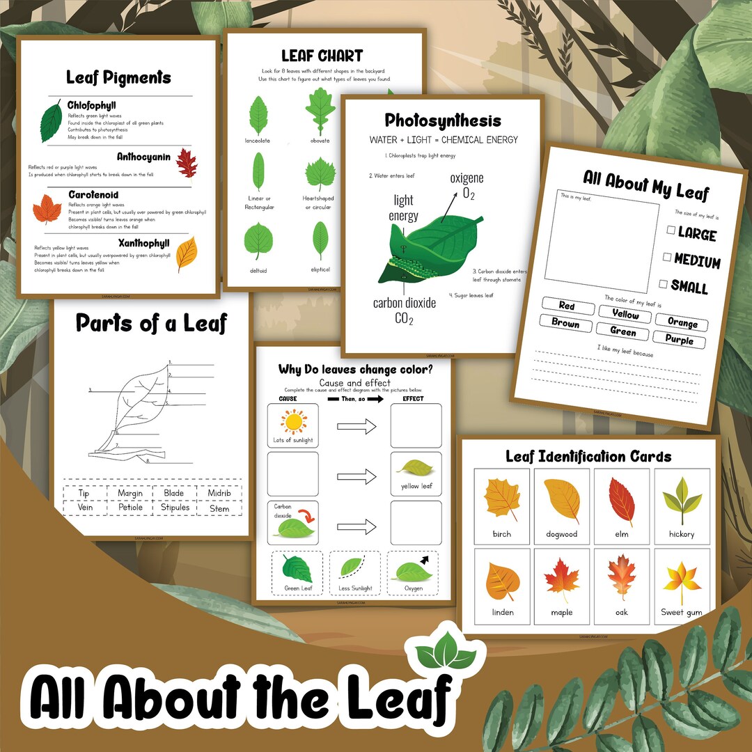 Leaves, All About Leaves, Instant Download, STEM Workbook, Digital ...