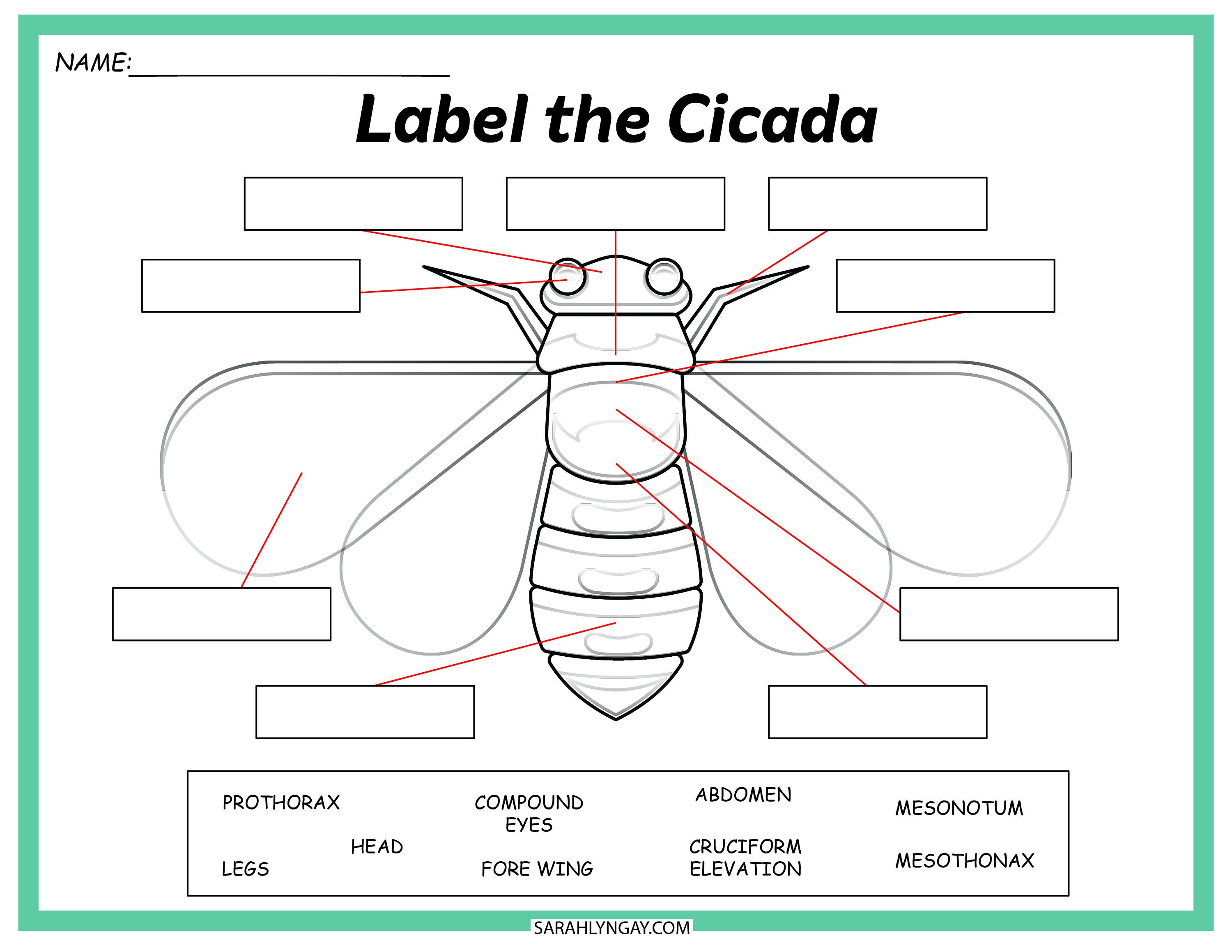 Cicada Unit Study, Cicada Workbook, Digital Download, Instant Download ...
