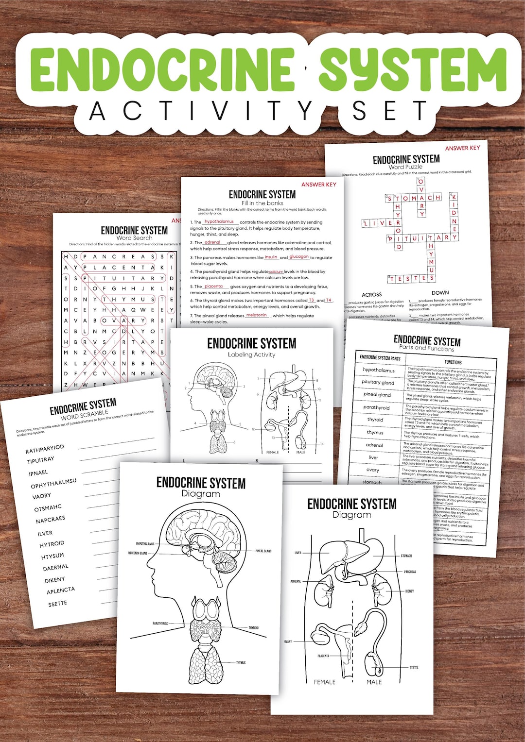 Endocrine System Activity Set, Endocrine System, Digital Download ...