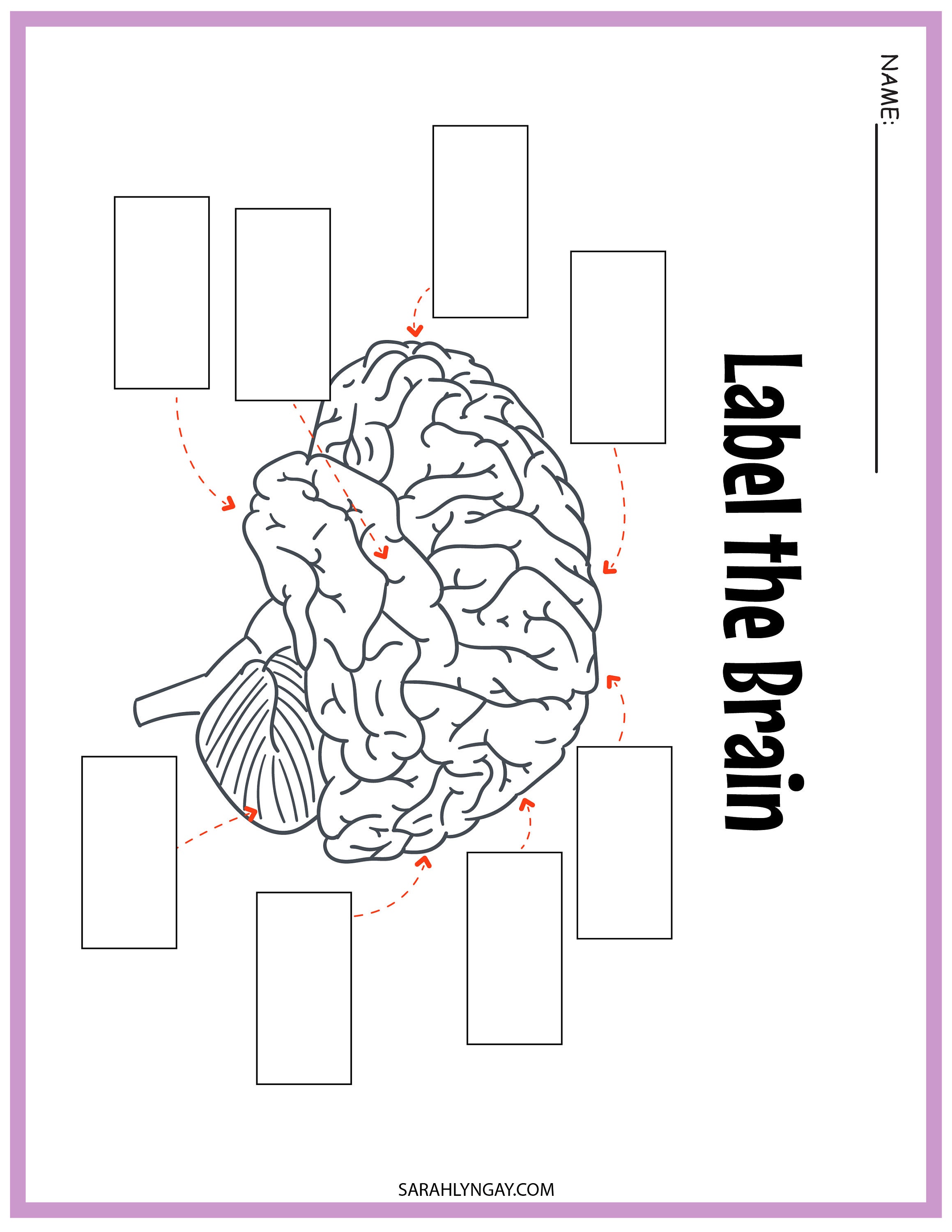 Human Brain Activity Set, the Human Brain, Instant Download, STEM ...