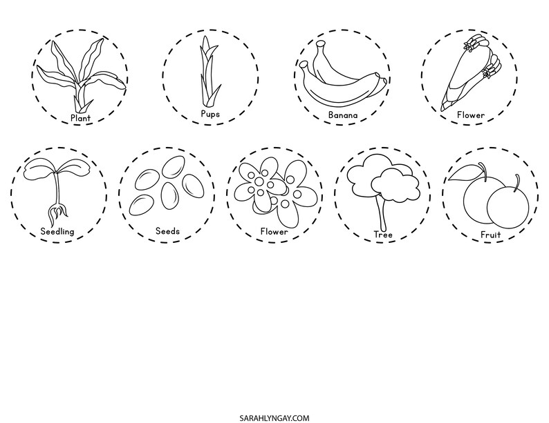 Plant Life Cycle Hats, Plant Life, Plants, Digital Download, Instant ...