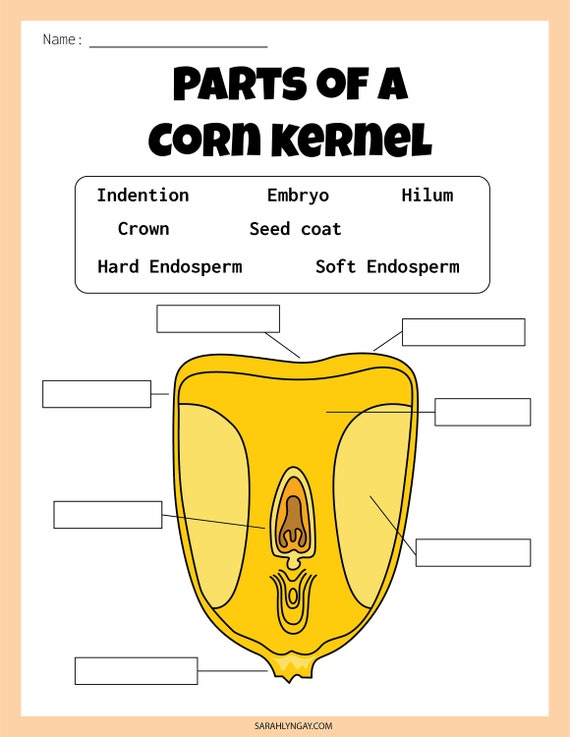 Corn Kernel Diagram